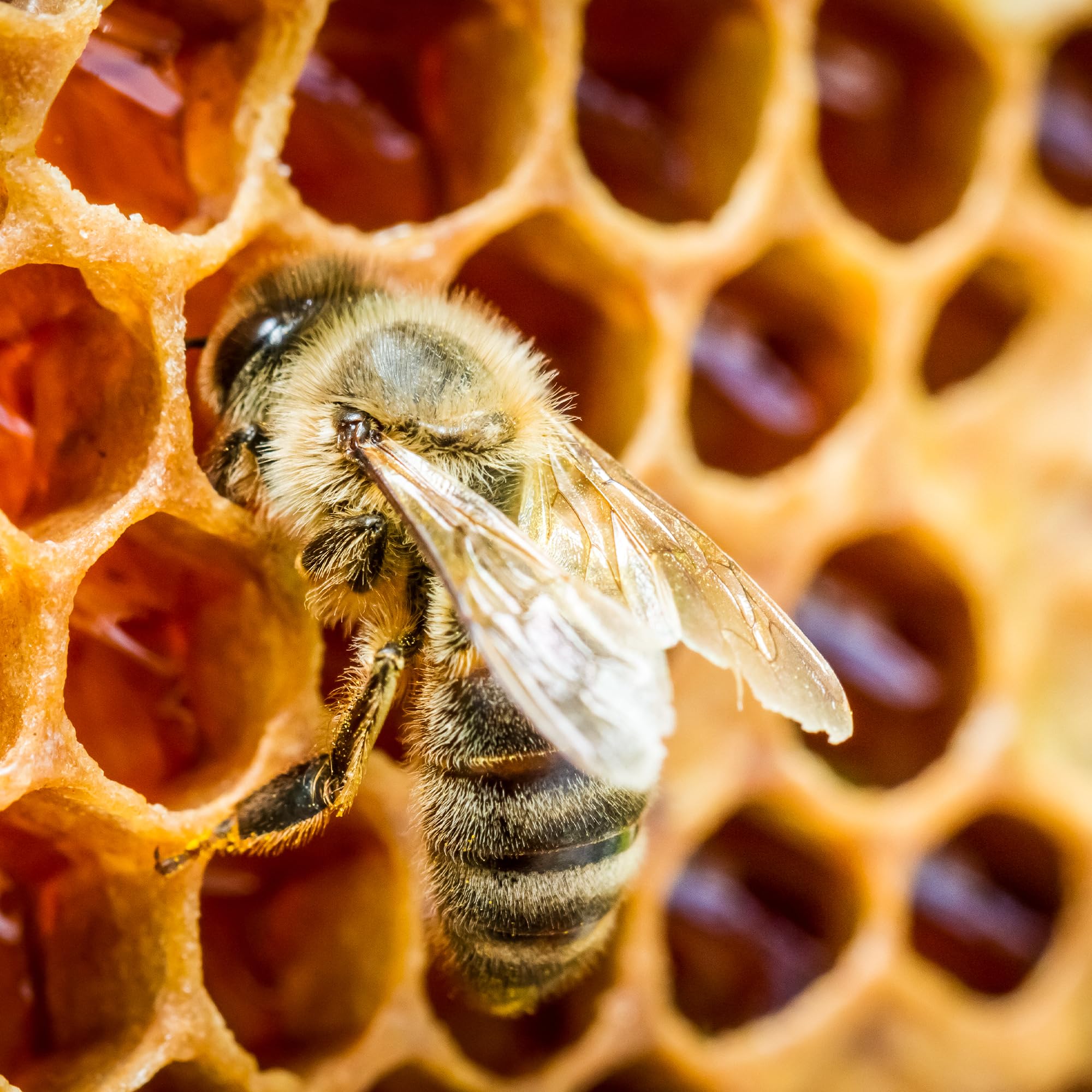 versatile use of bee propolis