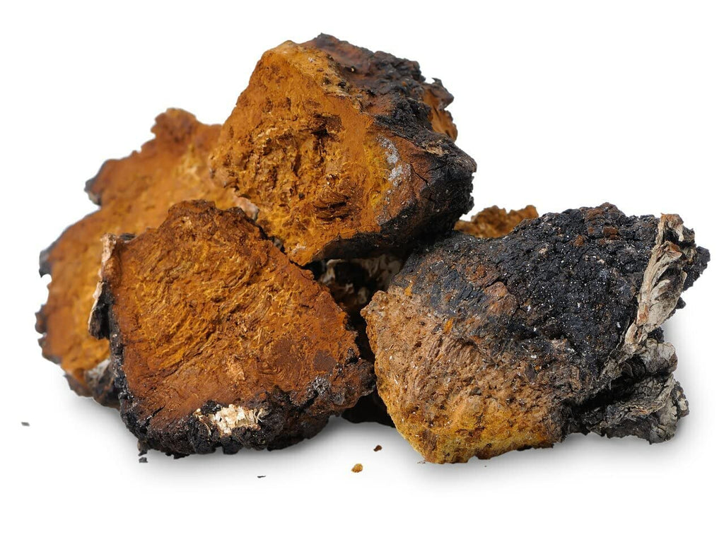 Versatile uses of Chaga mushroom powder
