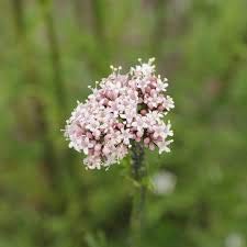 versatile valerian root for herbal teas