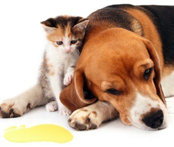 vet-recommended urinary health treats