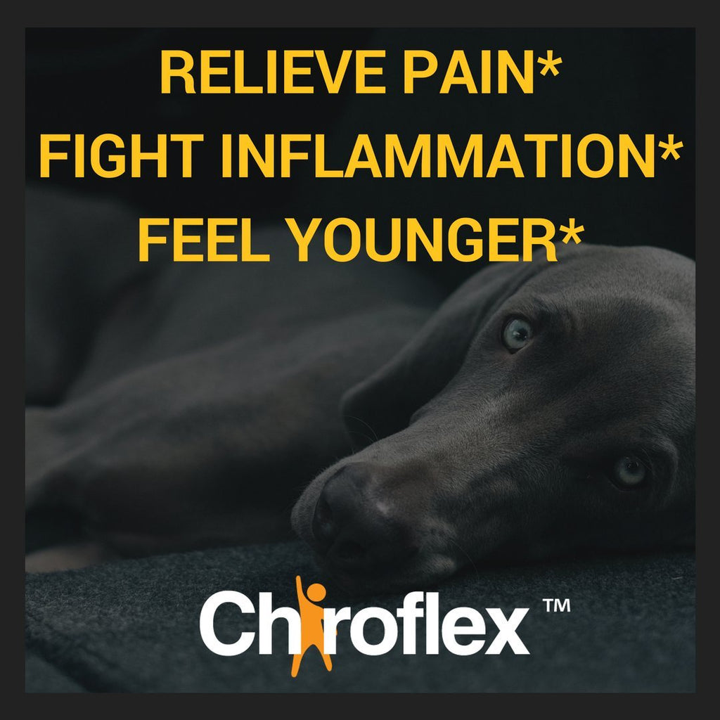 veterinarian-recommended dog supplements