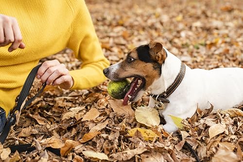 veterinary-grade calcium for animals