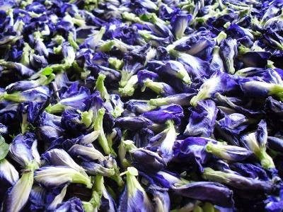vibrant blue butterfly pea flowers