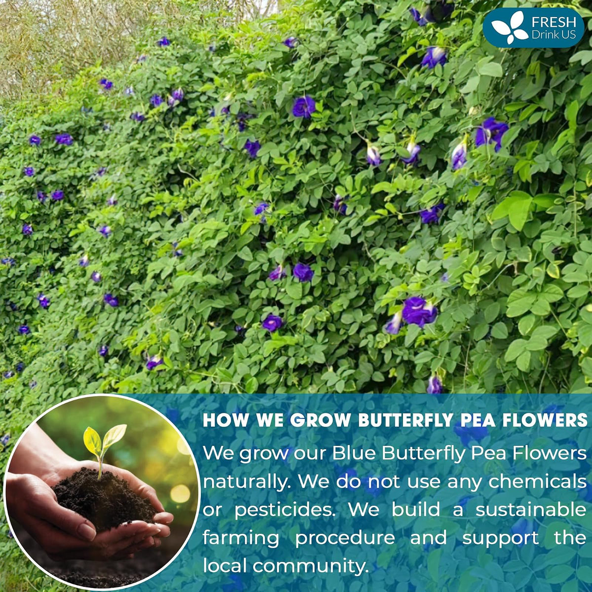 vibrant blue butterfly pea flowers