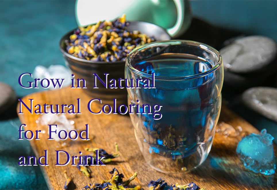 vibrant blue butterfly pea tea