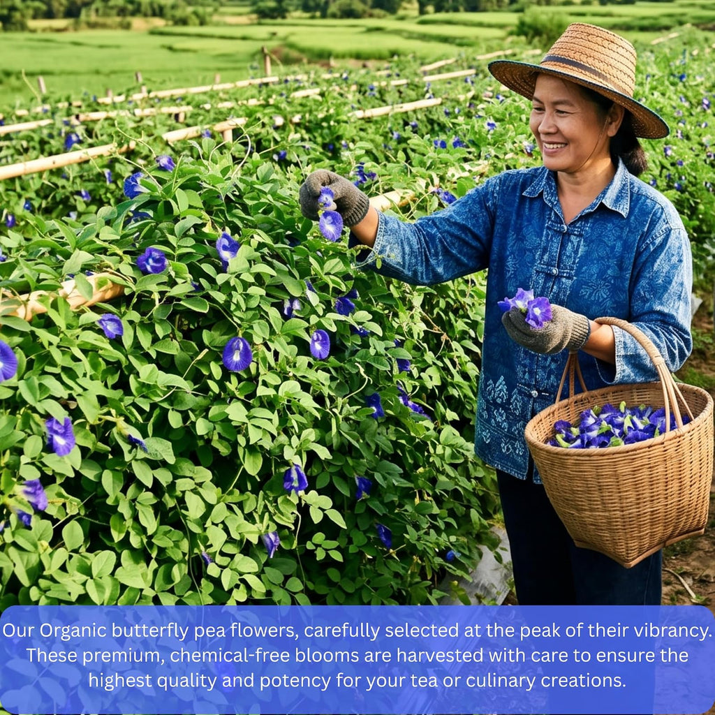 vibrant blue butterfly pea tea