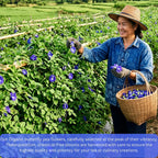 vibrant blue butterfly pea tea