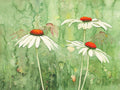 vibrant echinacea artwork for decor