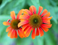 vibrant echinacea artwork for decor