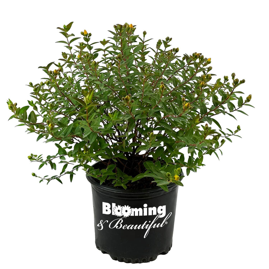vibrant st. john's wort shrub