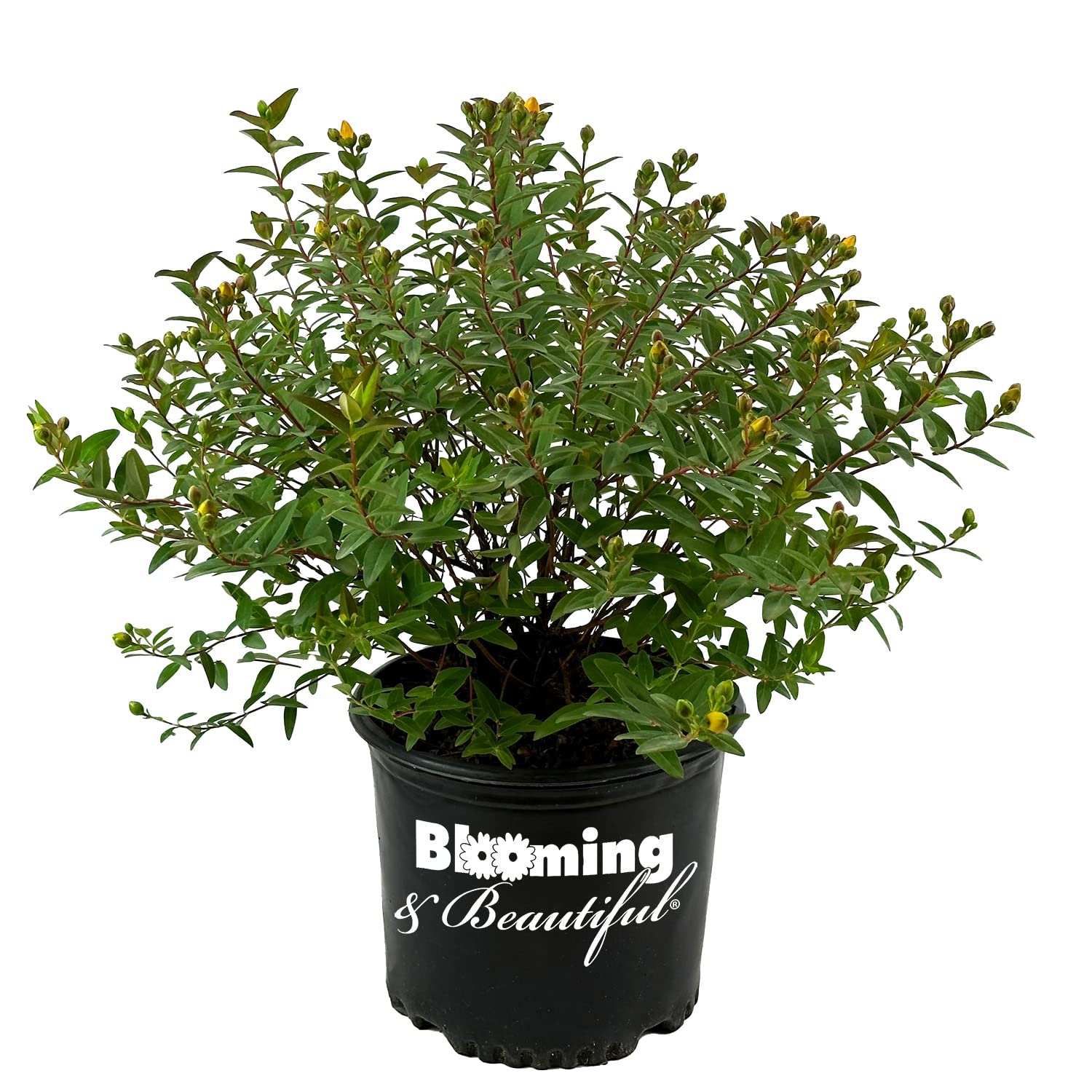 vibrant st. john's wort shrub