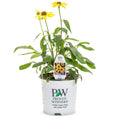 vibrant yellow echinacea live plant