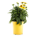 vibrant yellow echinacea outdoor plant
