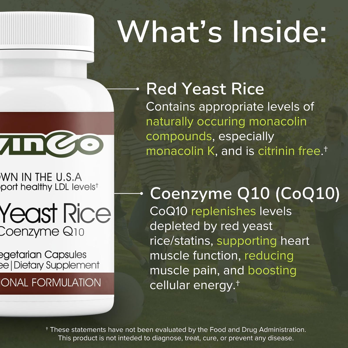 Vinco multivitamins with CoQ10 benefits