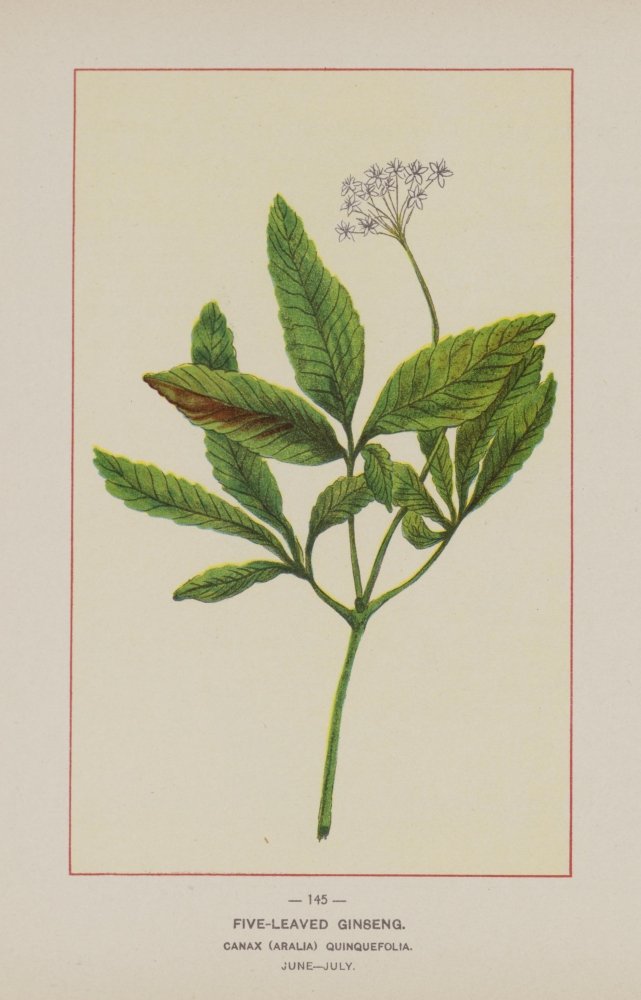 vintage ginseng poster print