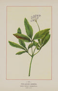 vintage ginseng poster print