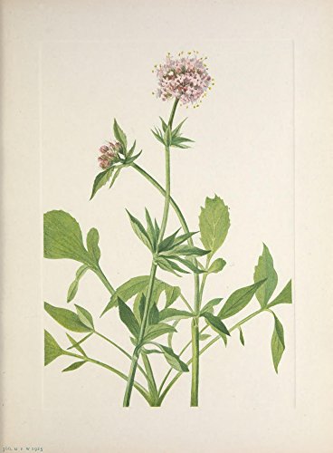 vintage valerian flower print