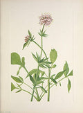 vintage valerian flower print