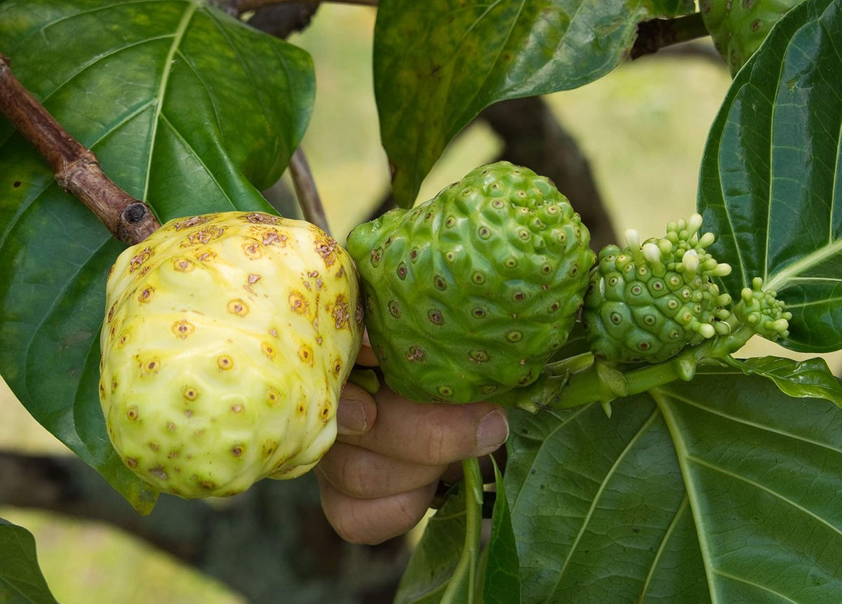Virgin Noni Powder for smoothies