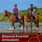 Vita Flex equine nutritional support