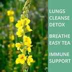 VitalForest herbal tea for relaxation