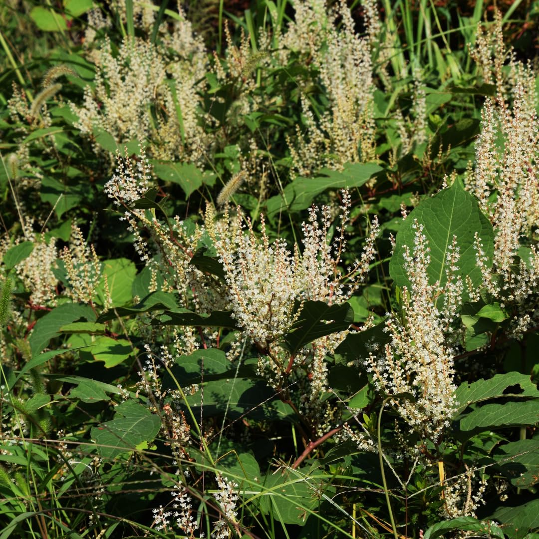 vitamin A rich Japanese Knotweed capsules