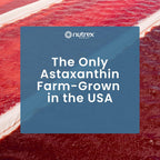 Vitamin A source from Hawaiian astaxanthin