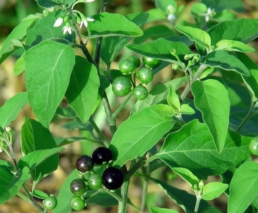 vitamin and mineral blend for energy