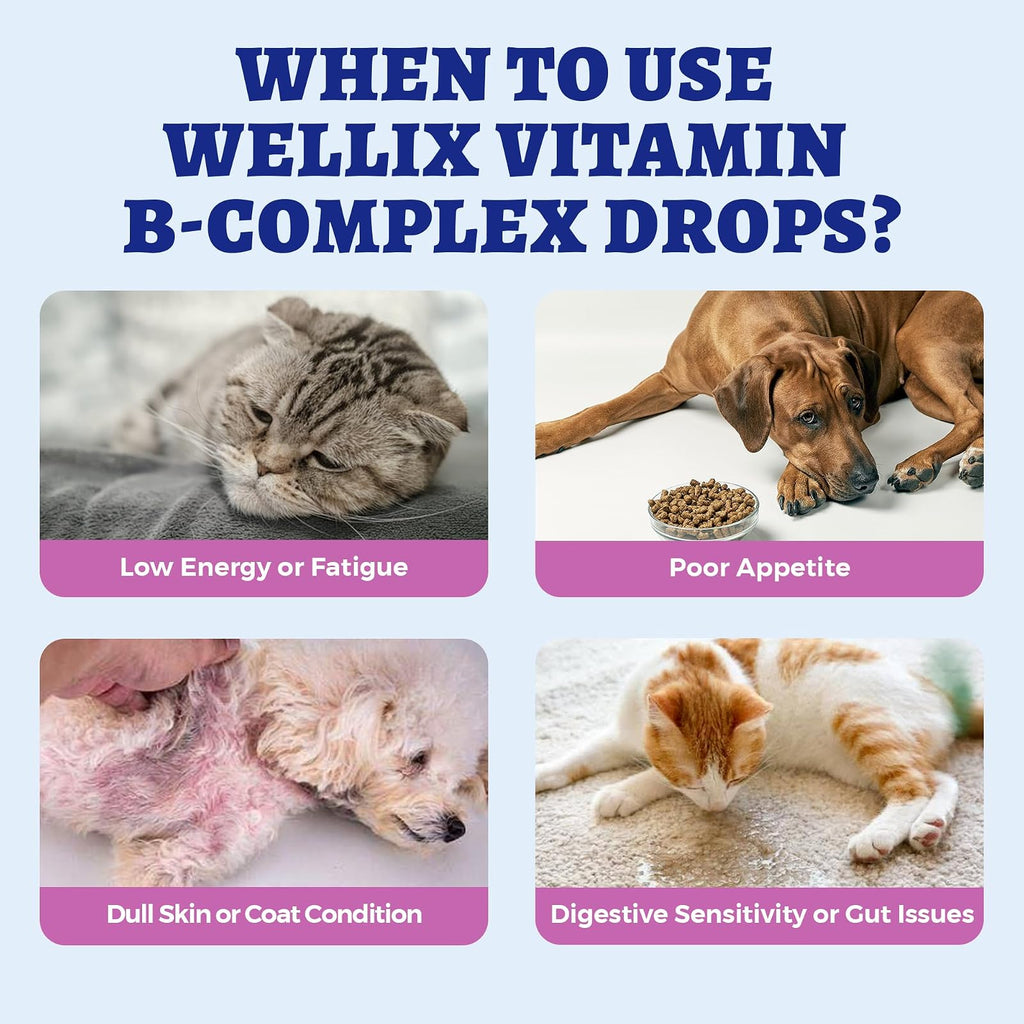 Vitamin B Complex drops for immune support