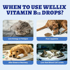 Vitamin B12 for healthy pet energy