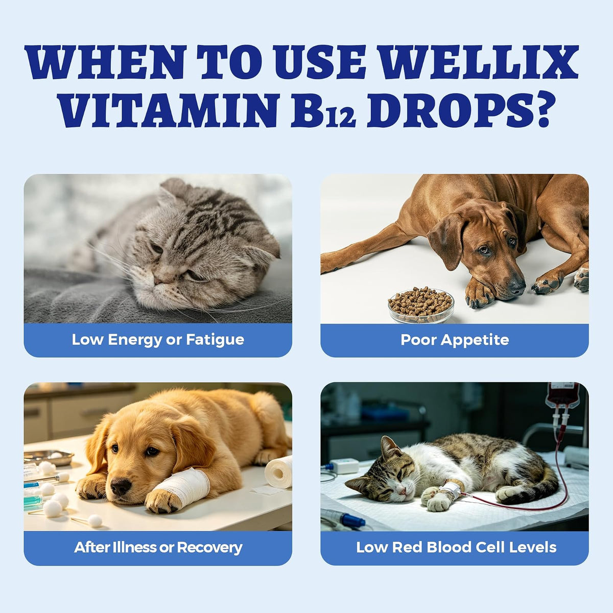 Vitamin B12 for healthy pet energy