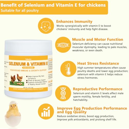 Vitamin E powder for healthy chickens