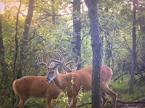 vitamin enriched deer mineral blend