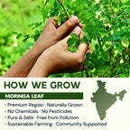 vitamin essentials moringa tea bags