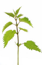 vitamin-rich nettle seeds for smoothies