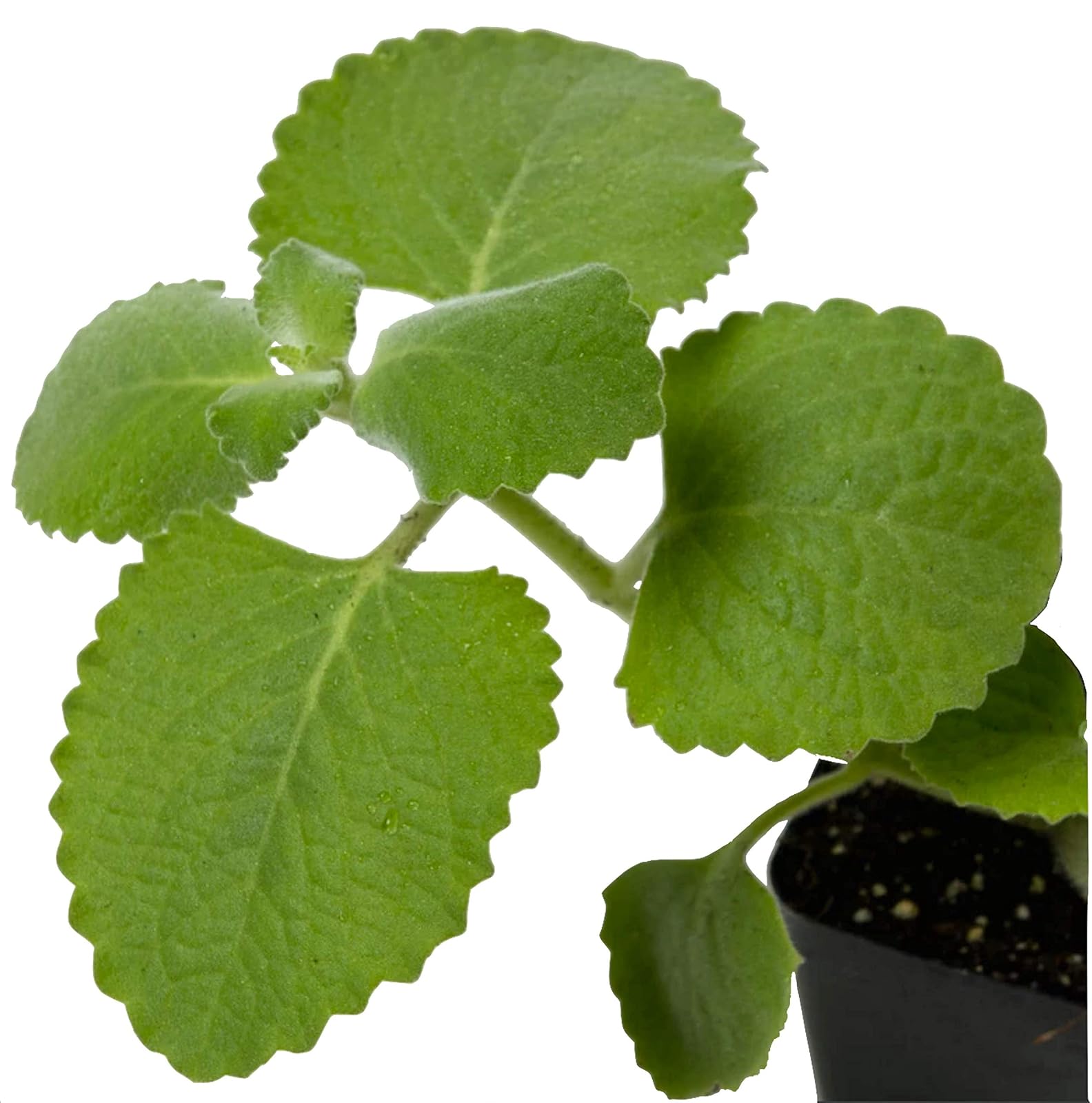 VitaminEsentials oregano oil benefits