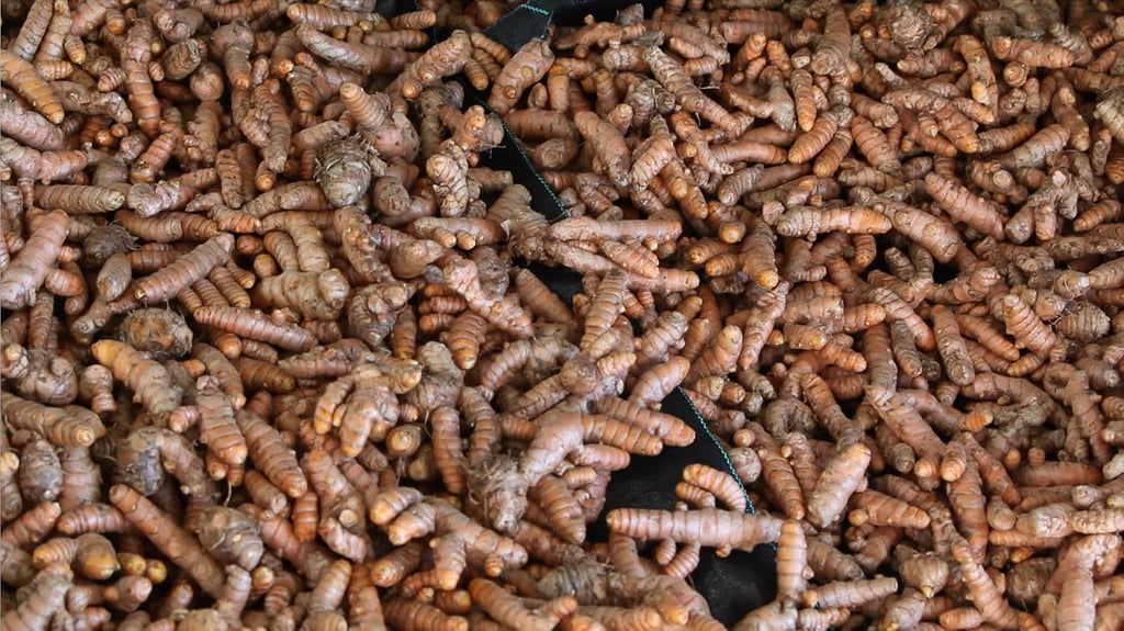 VitaminEsentials turmeric for overall wellness