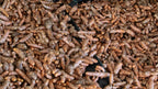 VitaminEsentials turmeric for overall wellness