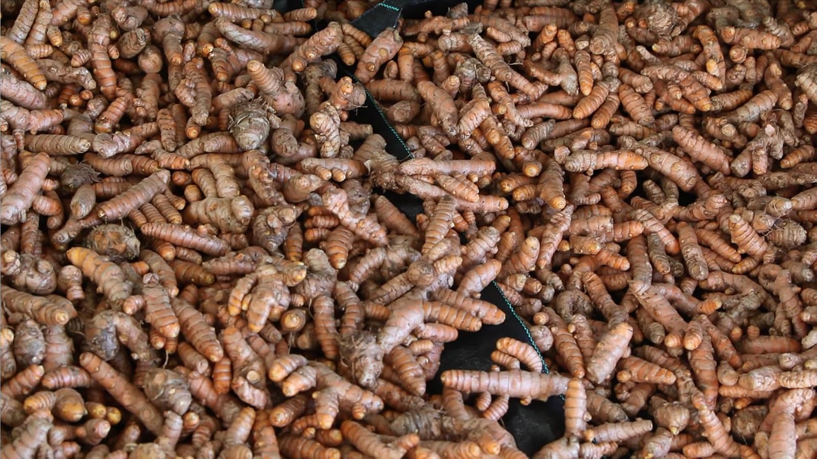 VitaminEsentials turmeric for overall wellness