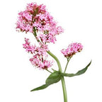 VitaminEsentials valerian root benefits