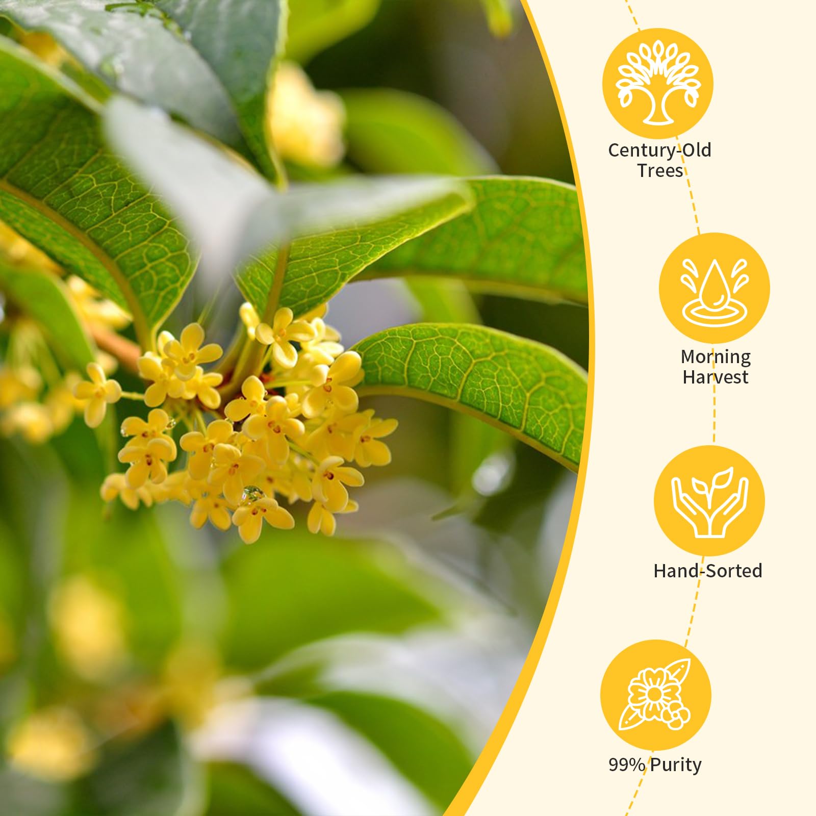 Wanhua Hall floral tea for wellness