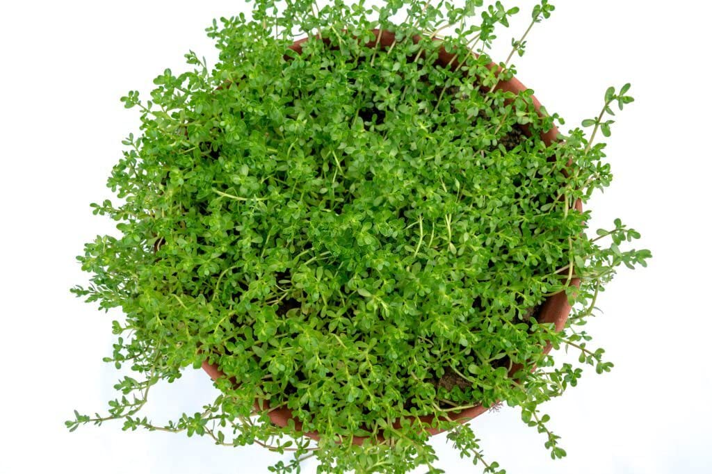 water hyssop powder for cognitive support