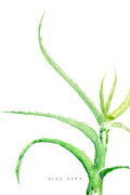 watercolor aloe vera poster print