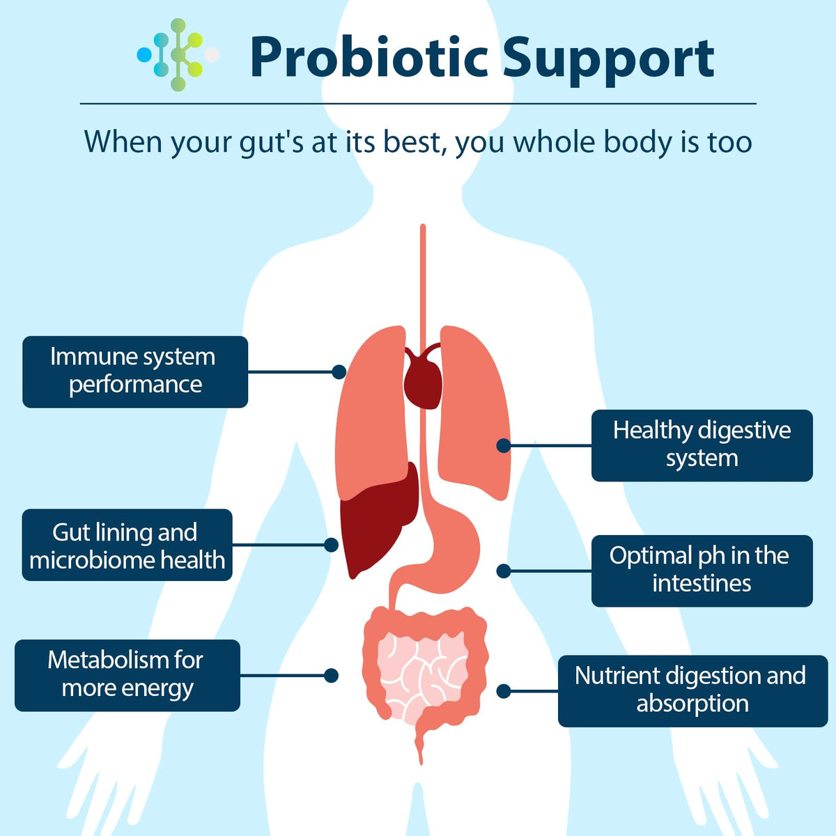 Wedkoup probiotics capsules for daily wellness