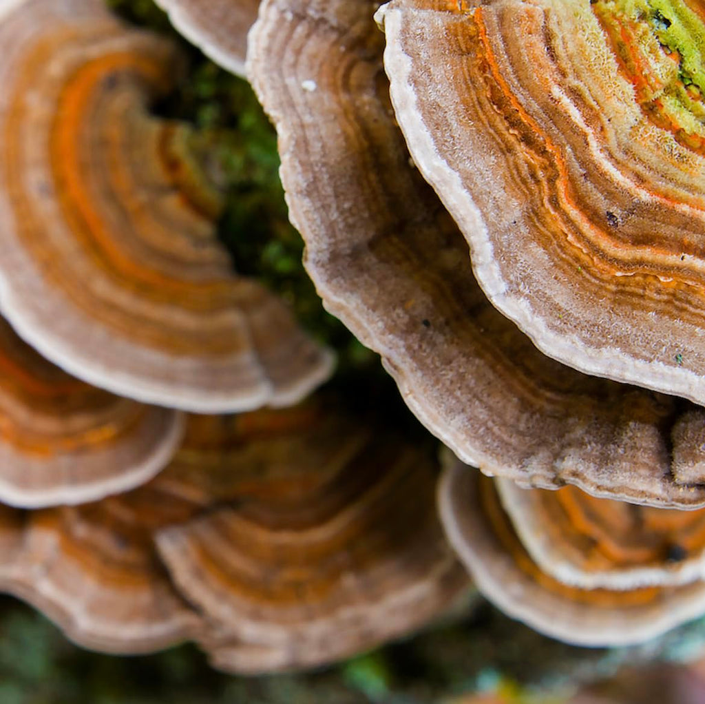 Wellness benefits of turkey tail mushrooms
