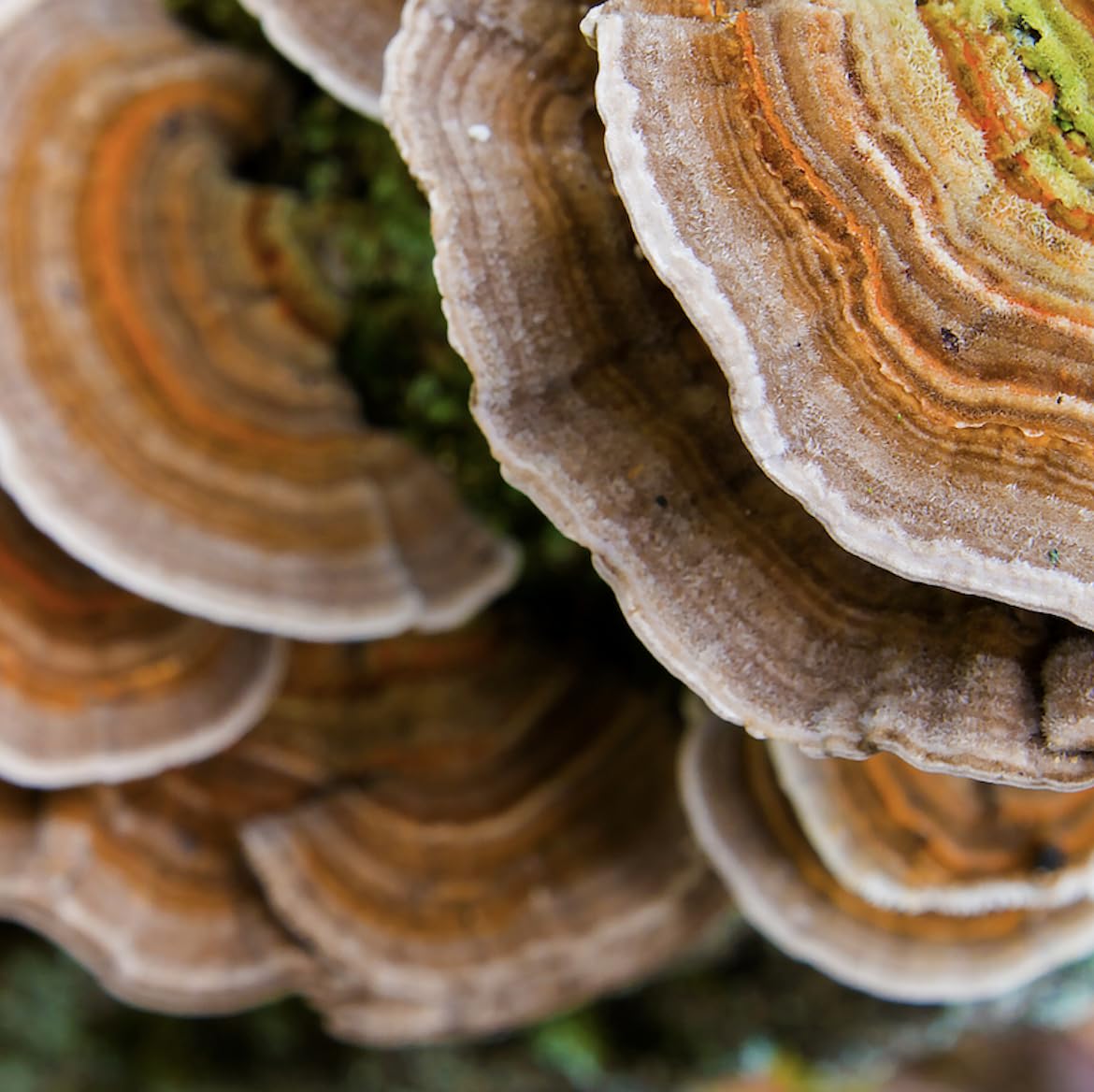 Wellness benefits of turkey tail mushrooms