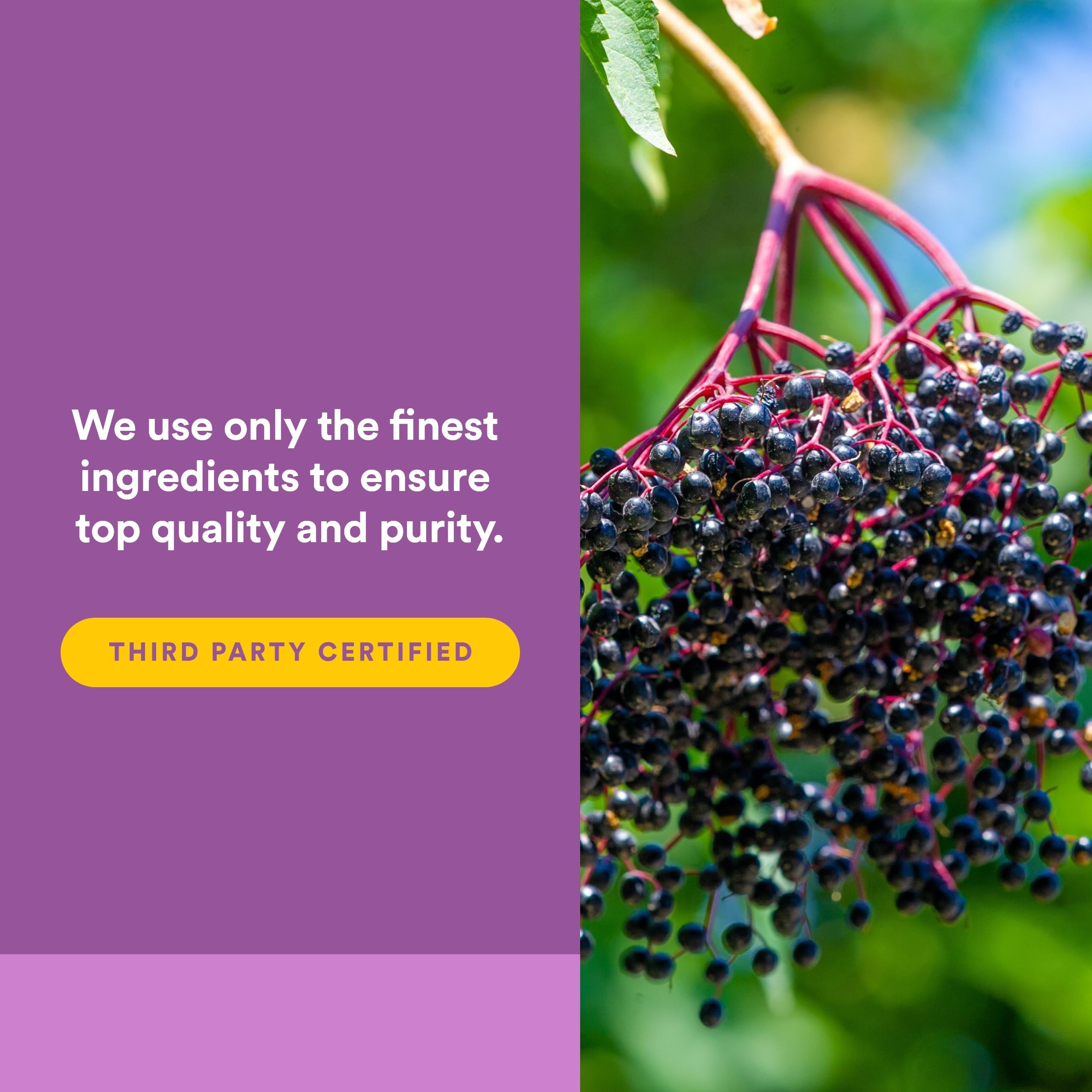 wellness support with elderberry extract