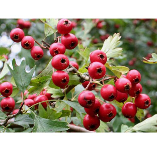 wellness support with hawthorn