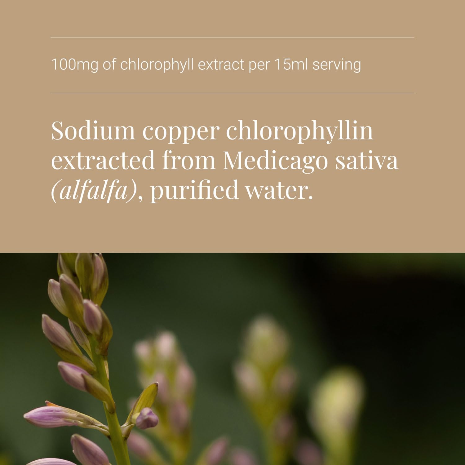 what does chlorophyll taste like