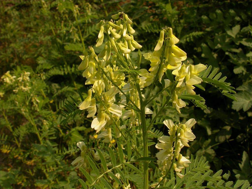what is astragalus in herbal remedies
